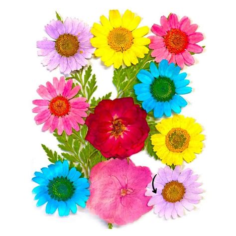 【a One】diy混合壓花 押花 白菊 乾花樹葉包 壓花真花 植物標本 乾花材料包 書籤diy 蝦皮購物