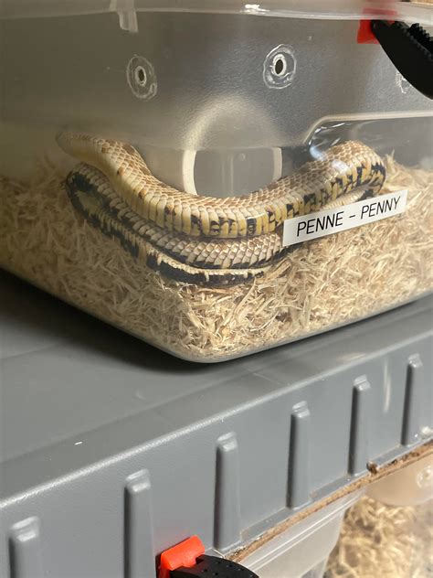 Snekhat Rsneks