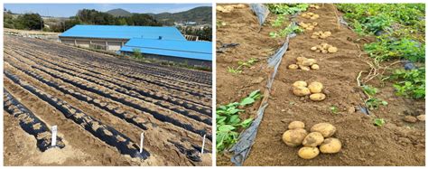 Mean Spectra Of Each Internal Defect In Potatoes Download Scientific