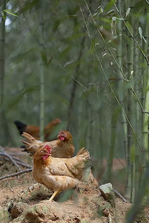 户外拍摄散养鸡河田鸡图片下载 花瓣网