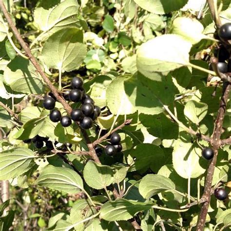 Buckthorn