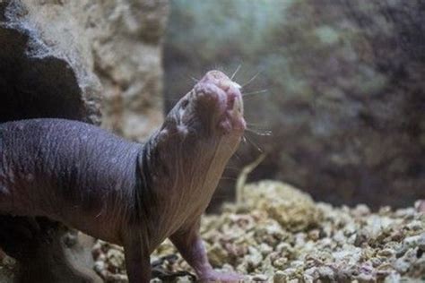 Naked Mole Rat Queen Size Tasks Behavior And More