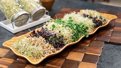 Lentil Sprouts Red Clover Fenugreek And Mung Bean 3abn Recipes