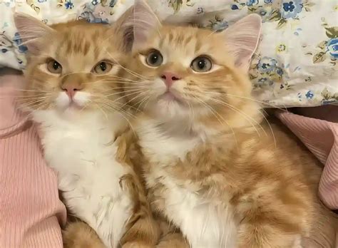 2k可爱小猫咪壁纸｜阳光背景 橘猫玩耍「哲风壁纸」