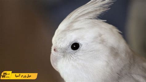 شناخت ویژگی‌ های عروس هلندی آلبینو میل ورم آسیا