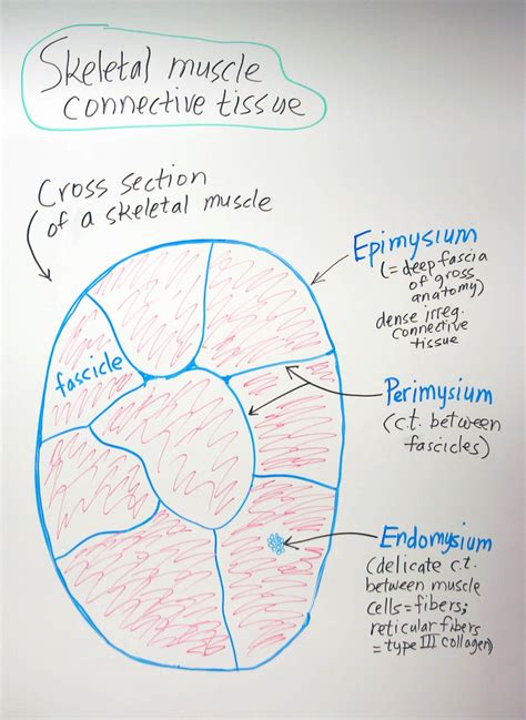 Muscle Skeletal Muscle Connective Tissue A Hand Drawn Ske Flickr