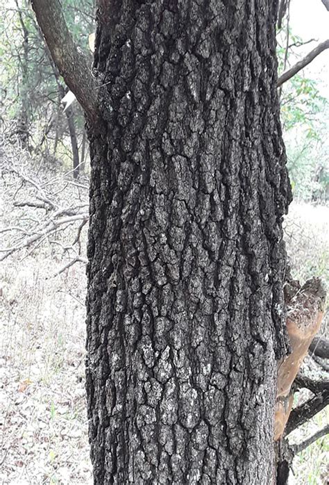 What Is A Black Jack Tree At Zelma Radford Blog