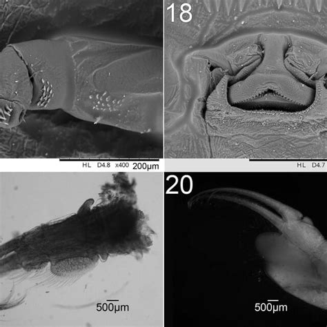 Dolops Intermedia 17 Environmental Scanning Electron Microscopy Of
