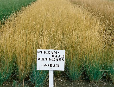 Streambank Wheatgrass Forage U Pick