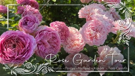 Growing Sweet Frances Roses The Ultimate Us Climate Guide Signnow Blog