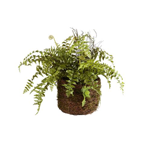 Boston Fern Rustic Drop In 12 Pure Salt Shoppe