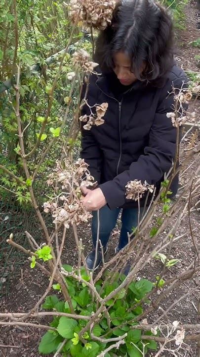 Poda Da HortÊnsiapruning Hydrangea Da Mata Garden Usa🧤🌱💦🤗 Youtube