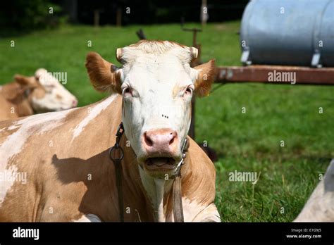 Simmental Breed Simmental Cattle On The Willow Berglen Germany Sept