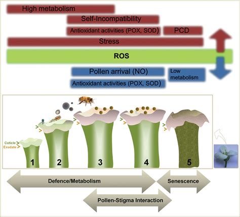 Factors Affecting Ros Accumulation In Angiosperm Stigma Numerous Download Scientific Diagram
