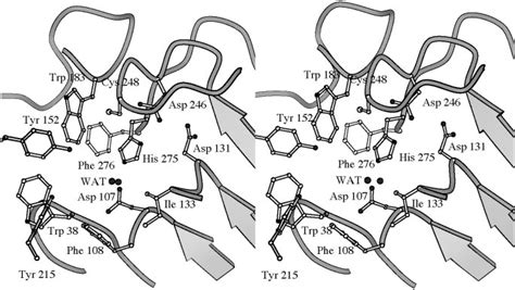 Stereo View Of The Active Site Of The Model Of Epoxide Hydrolase Side Download Scientific