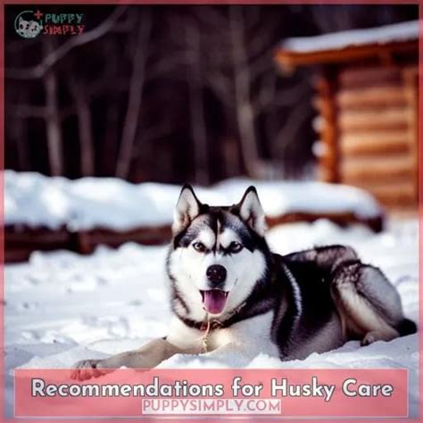 Huskies In Cold Signs Shelter And Safety Tips