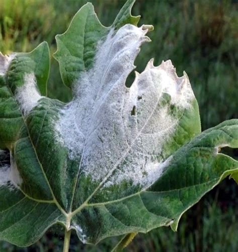 Powdery Mildew Gardening Eden