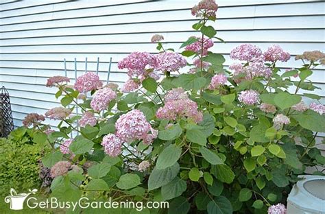 Pruning Hydrangeas Complete Step By Step Guide Get Busy Gardening
