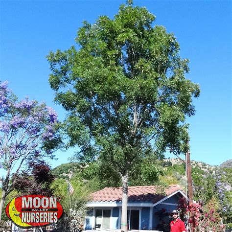 What Is The Ash Tree Lifespan At Lily Selwyn Blog