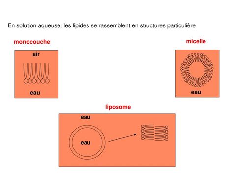 Ppt Les Membranes Biologiques Membrane Plasmique Et Membranes Internes Endomembranes