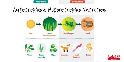 A Diagram Of A Heterotrophic Organism