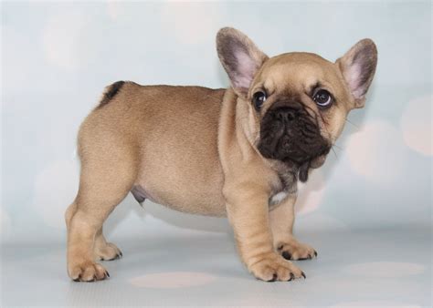 59 Hq Images Fawn Pied French Bulldog Puppies For Sale Uk Rare