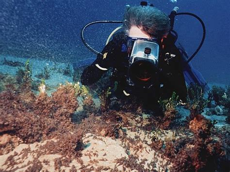 Honokowai Sea Turtles Summer Of Week