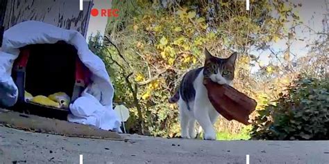 Cat Caught Stealing Hilarious Hidden Camera Footage