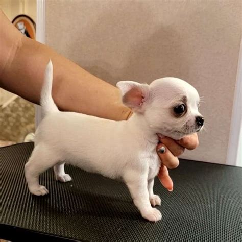 צ`יוואווה למכירה בראשון לציון 6500 שח מודעה 129819 כלבים לוח חיות מחמד הומלס