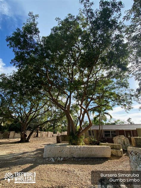 Gumbo Limbo Tree For Sale Bursera Simaruba Treeworld Wholesale