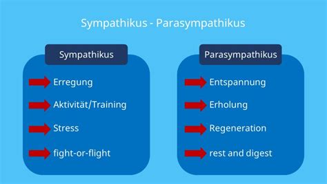 Sympathikus • Einfach Erklärt Definition Und Funktion · Mit Video
