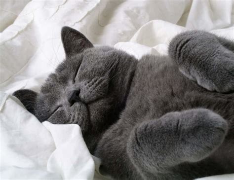 [100 ] Immagini Gatto Grigio