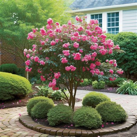 Knockout Rose Tree