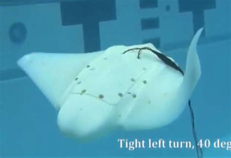 Робот-скат ще изпълнява разузнавателни мисии