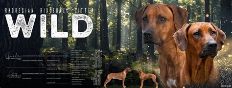 Rodezijski Grebenar Stenci