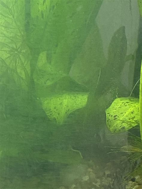 Success The Algae I Cultured Is Growing I Cant Wait Until I Dont