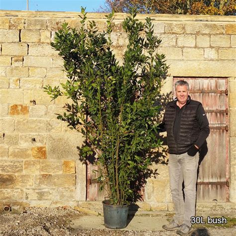 Bay Laurel Trees For Sale Laurus Nobilis Ornamental Trees