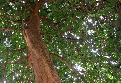 Vietnam Cu Chi Tree What It Is And Why It Is So Deadly Chefstravels