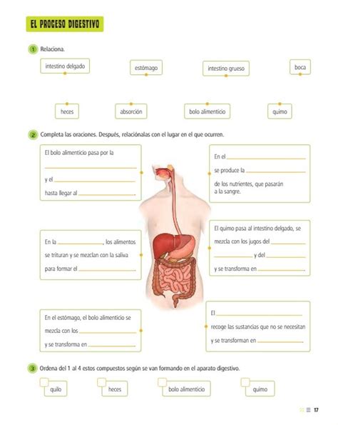 TravesÍa Del Saber Reconocer La Digestión Y La Respiración