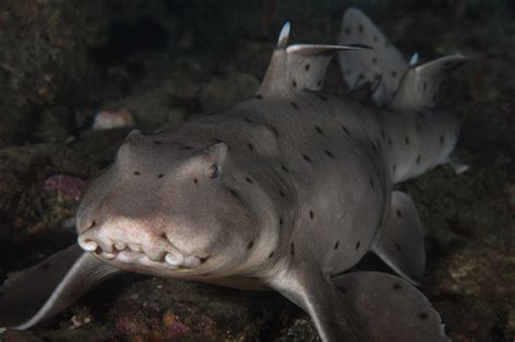 Horn Shark