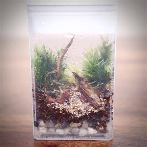 Terrarium In A Tic Tac Container Rminiworlds