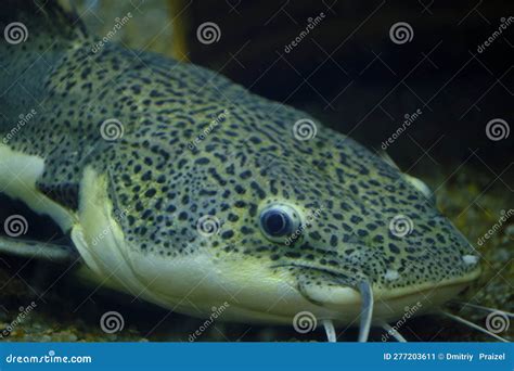 Muzzle Flathead Catfish Lying Bottom Aquarium Closeup Stock Image