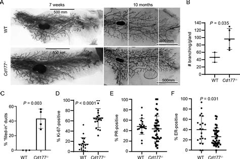 Cancer Cell Intrinsic Function Of Cd177 In Attenuating β Catenin