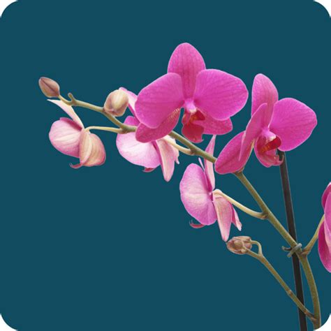 Home Fire Island Pines Psychotherapy