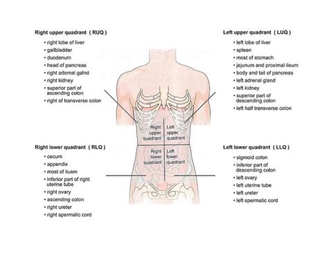 Quadrants Regions And Cavities Of The Human Body Diagram Quizlet