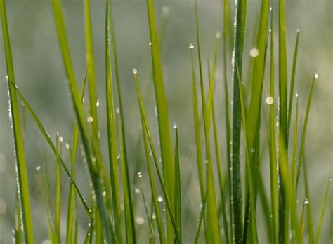 Full Frame Shot Of Wet Grass Premium Photo