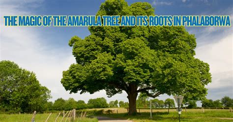 The Magic Of The Amarula Tree And Its Roots In Phalaborwa Phalaborwa