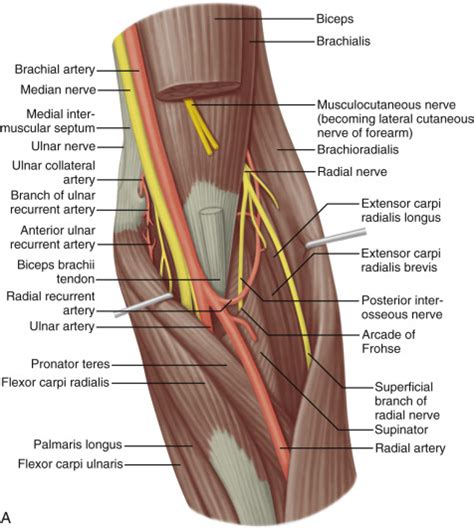 Elbow Ultrasound Radiology Key