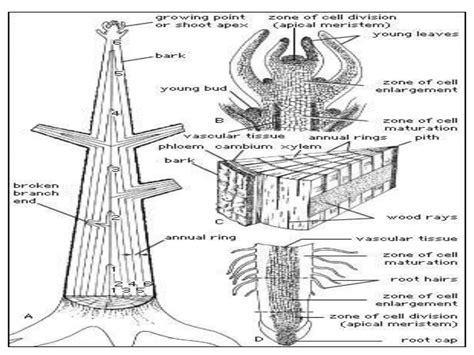 Primary Permanent Tissues Pptx