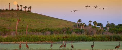 Activities At The Celery Fields Sarasota Audubon Sarasota Florida